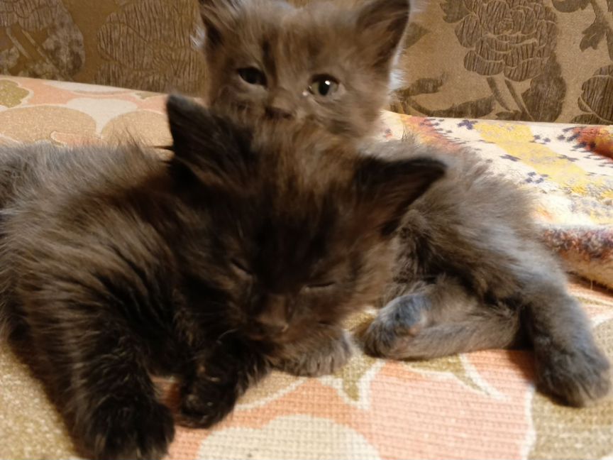 Котята Нибелунги