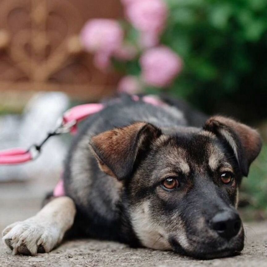 Собака в добрые руки