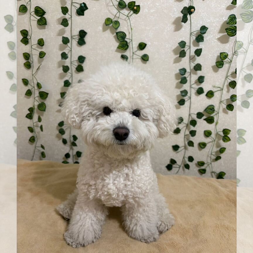 Бишон фризе, вязка