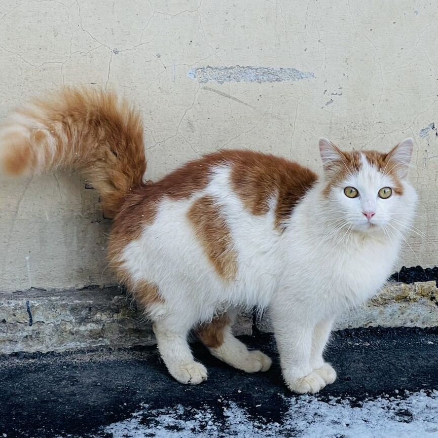 Взрослая, кошка в добрые руки