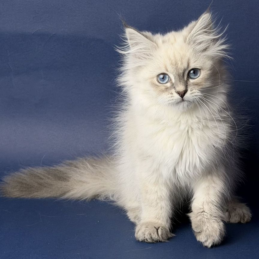 Невский маскарадный котёнок