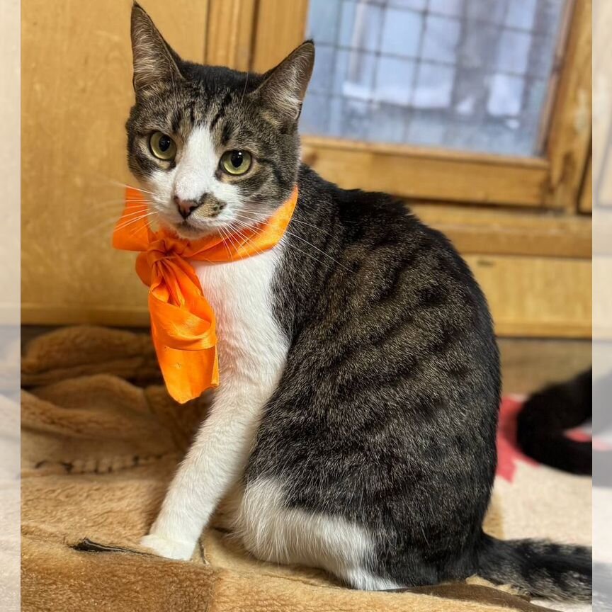 Взрослая, Девочка кошка в добрые руки