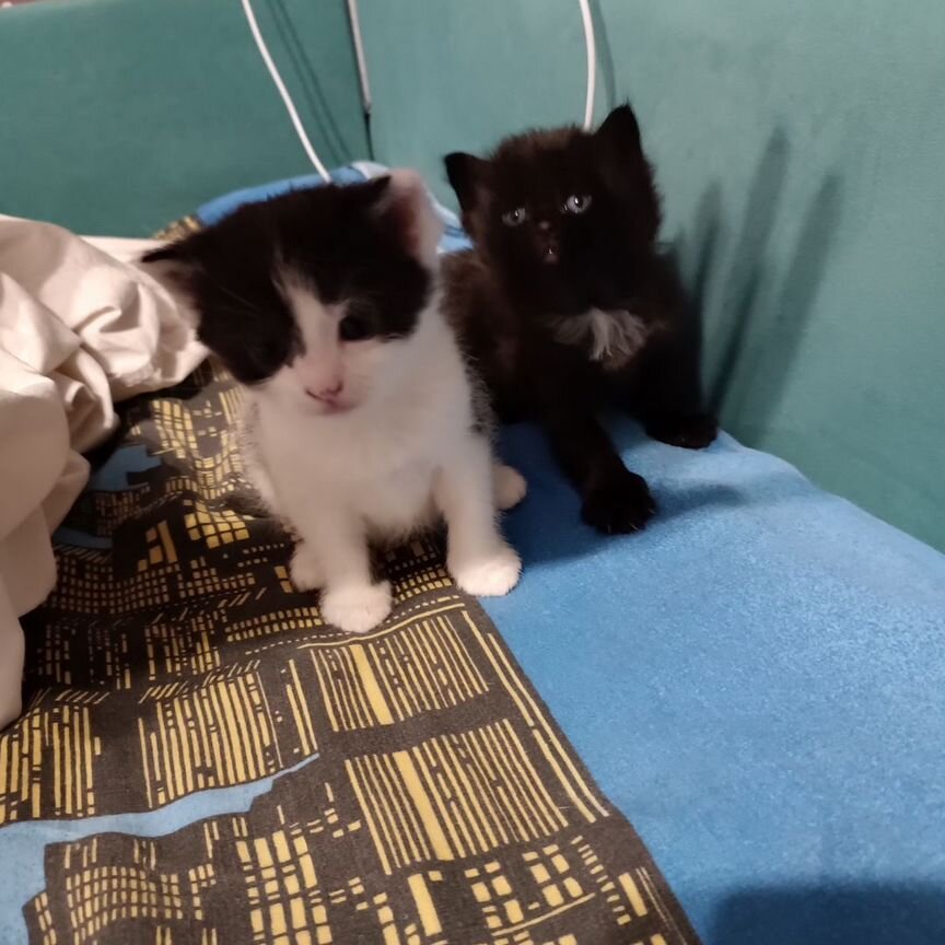 Отдам котят в добрые руки