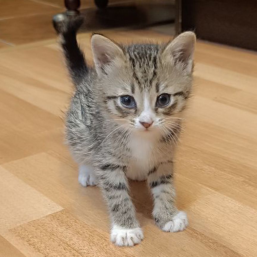 Котёнок в добрые руки
