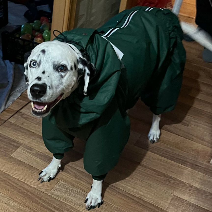 Костюм зимний для собаки, новый