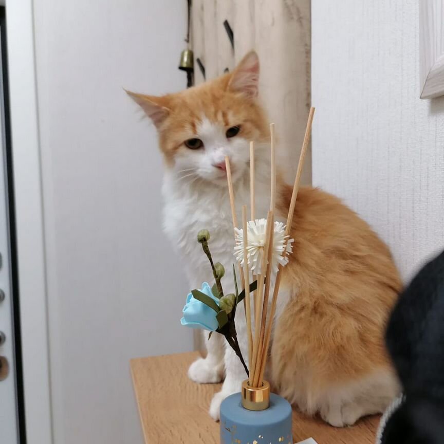 Котёнок от частного владельца