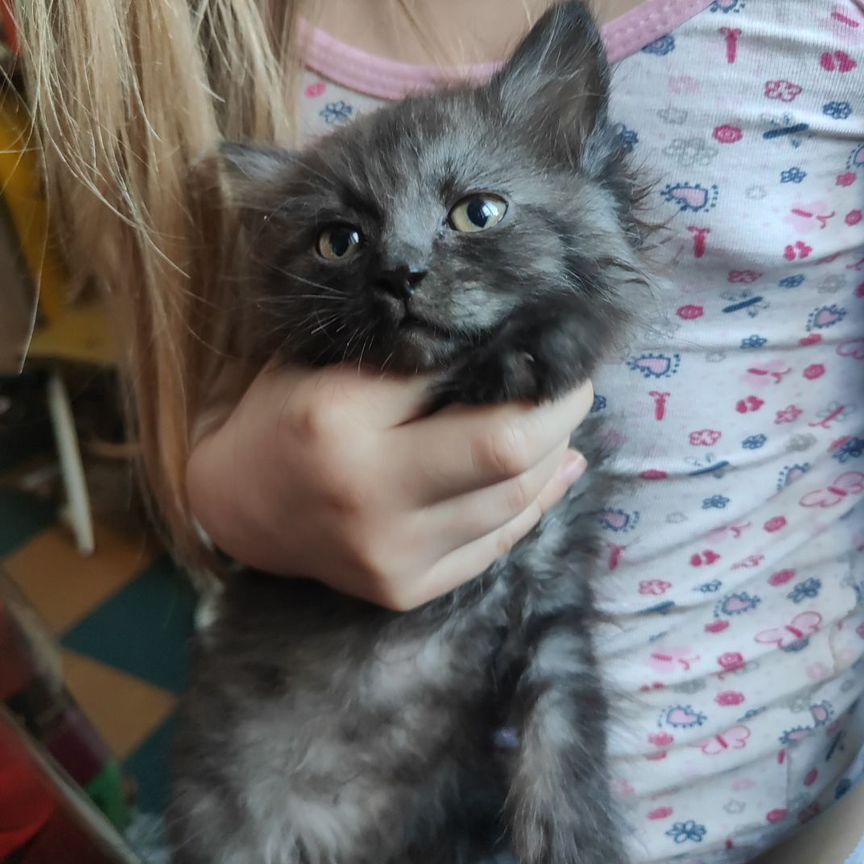 Сибирский котёнок