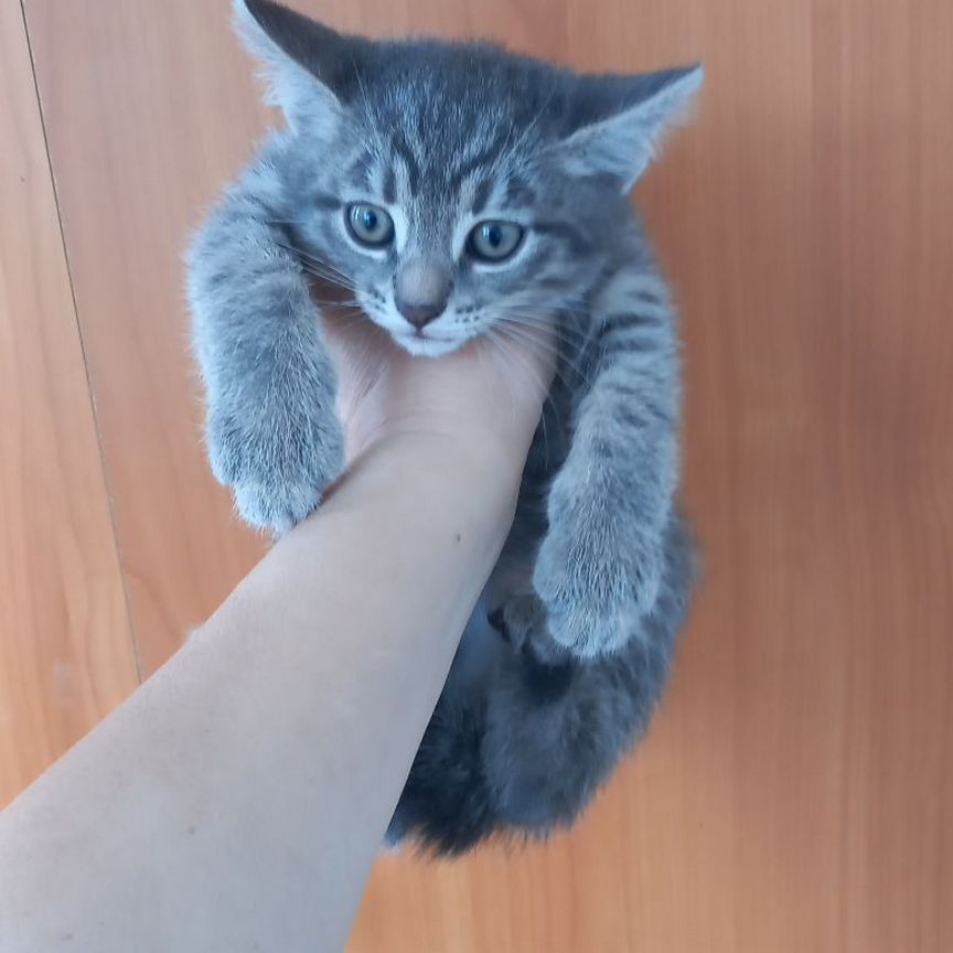 Русский голубой котёнок