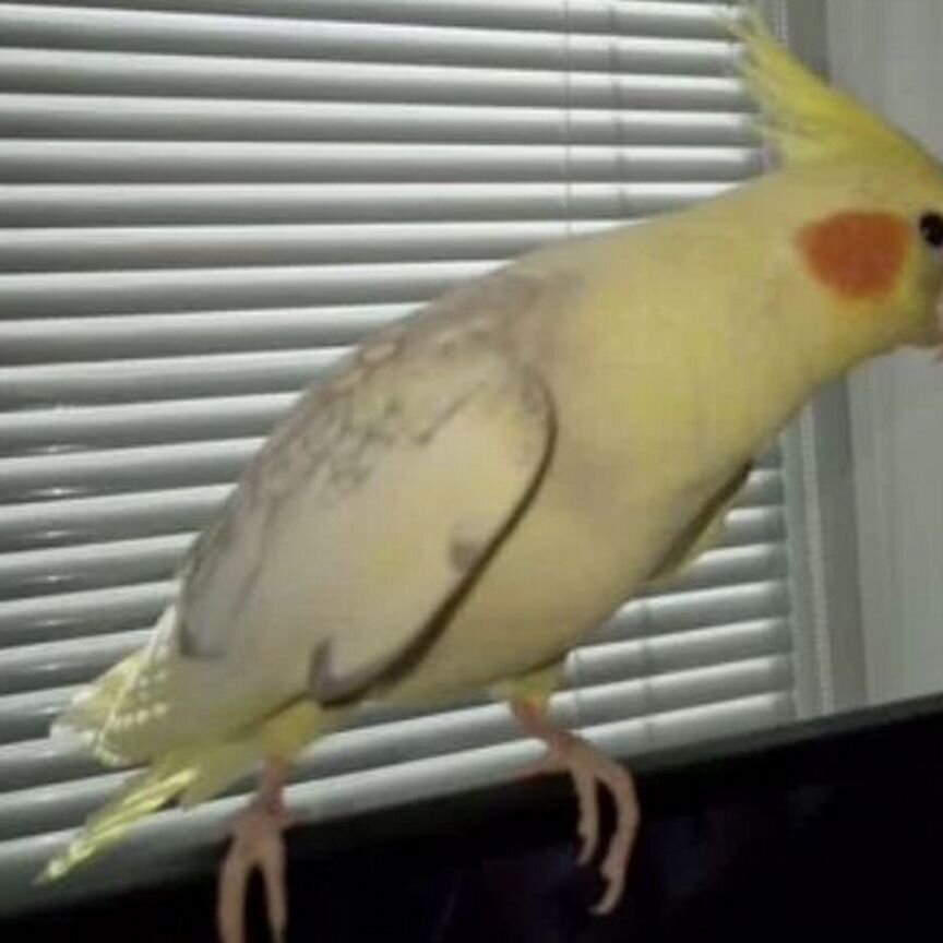 Попугай корелла