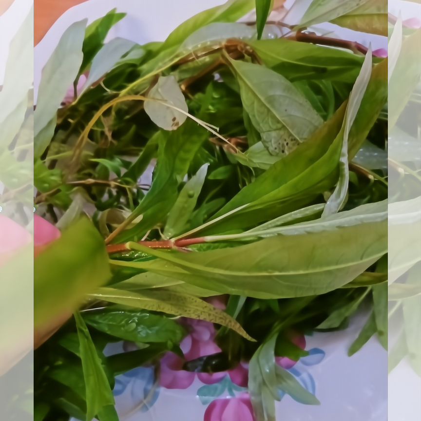 Гидрофила и ряска.Гуппи