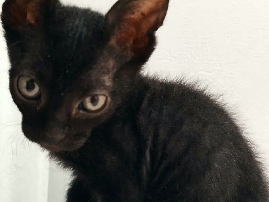 Сфинкс донской