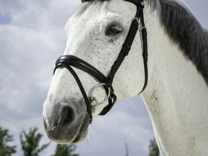 Уздечка Norton PRO "soft”