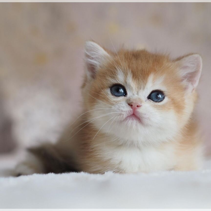 Британский короткошёрстный котёнок