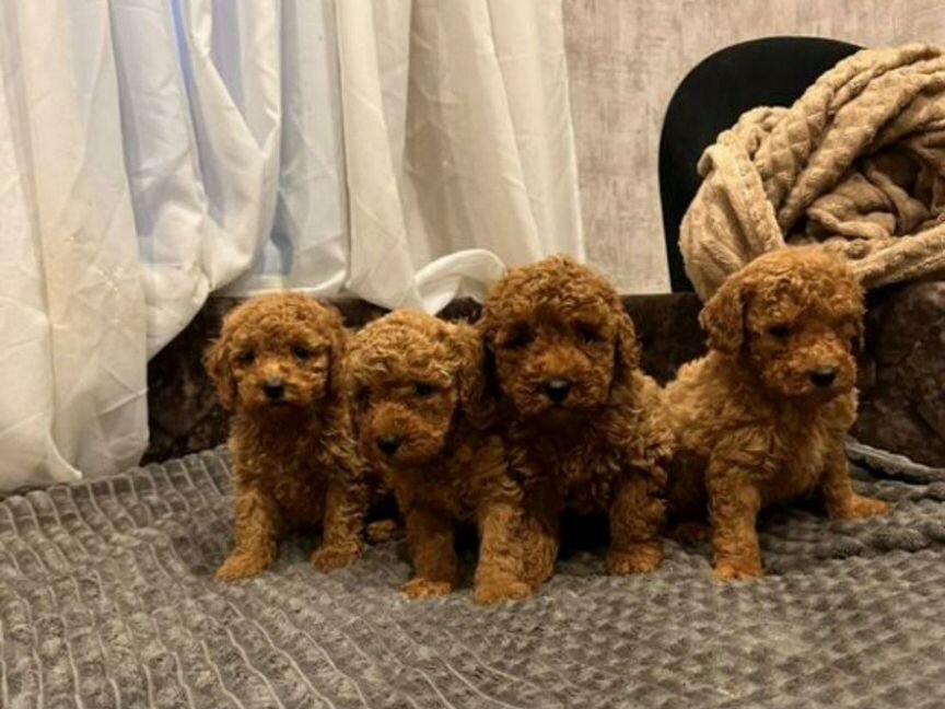 Той-пудель мини щенки