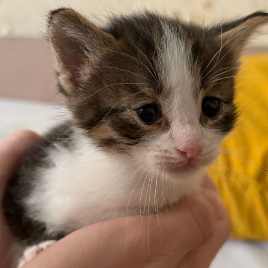 Котёнок в добрые руки
