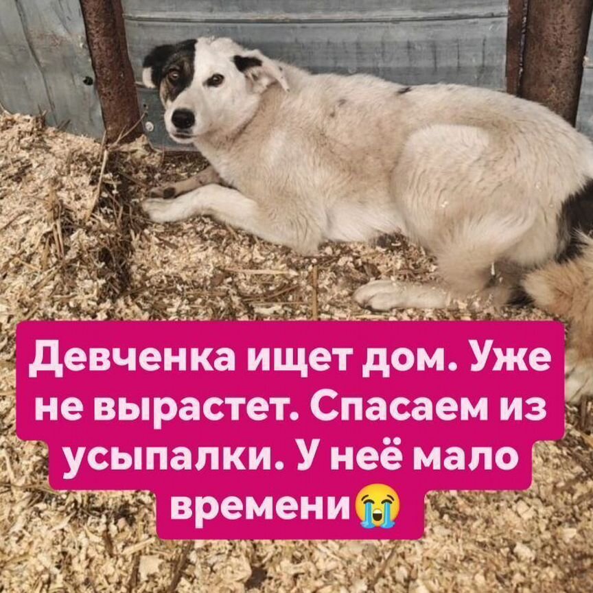 Взрослая собака в добрые руки