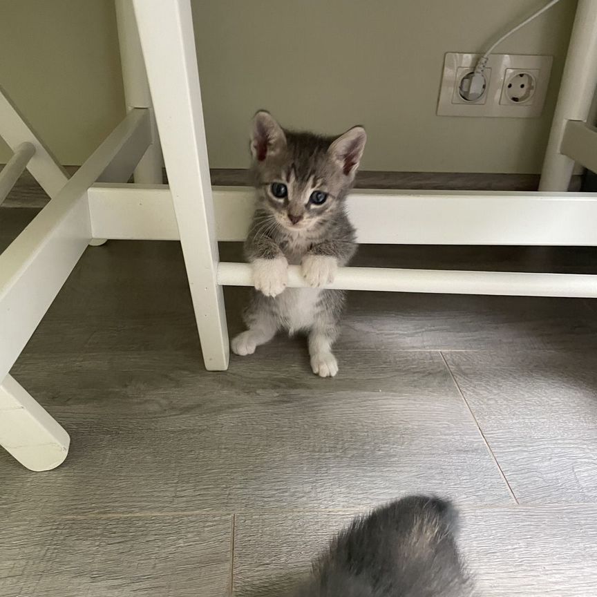 Котята от домашней кошечки