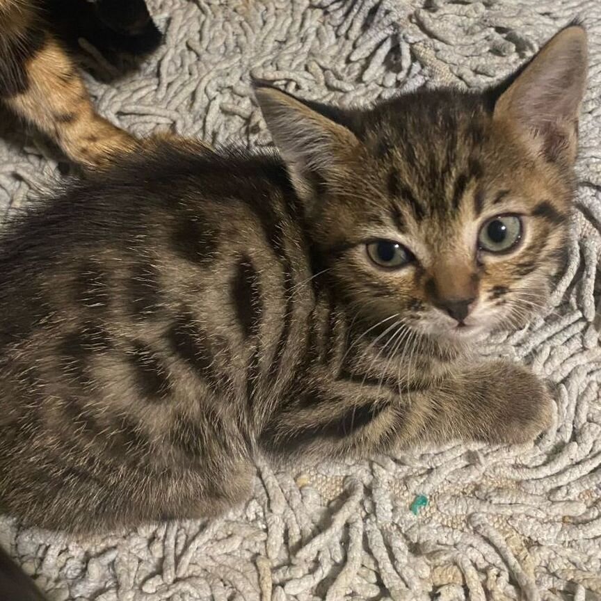 Бенгальская, взрослая кошка