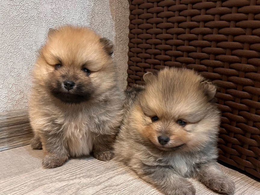 Померанский шпиц