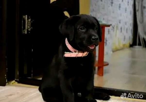 Черный щенок лабрадора
