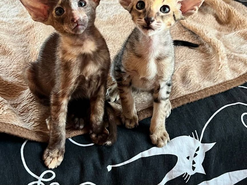 Ориентальные котята