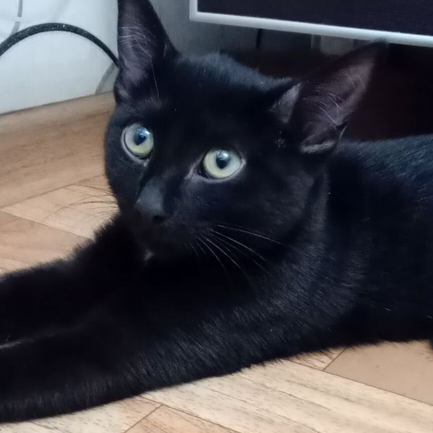 Чёрный котёнок (кошечка)