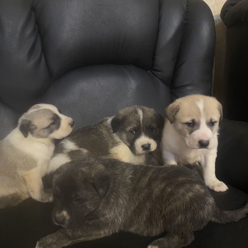 Щенки помесь конекорсе и алабай