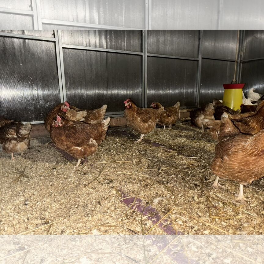 Куры несушки 5 месяцев