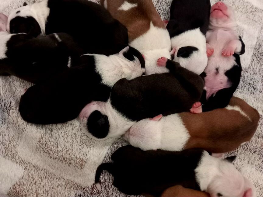 Американский стаффордширский терьер