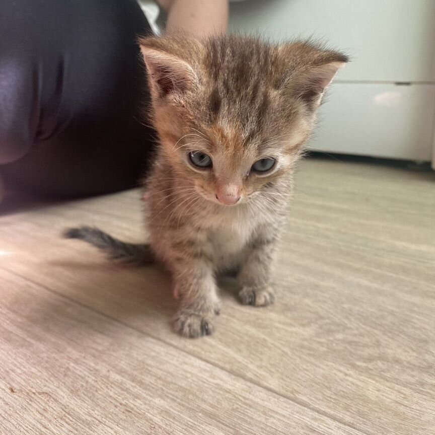 Котята в добрые руки бесплатно