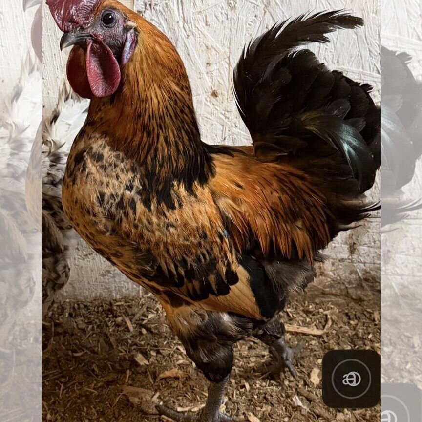 Петухи молодые, породистые