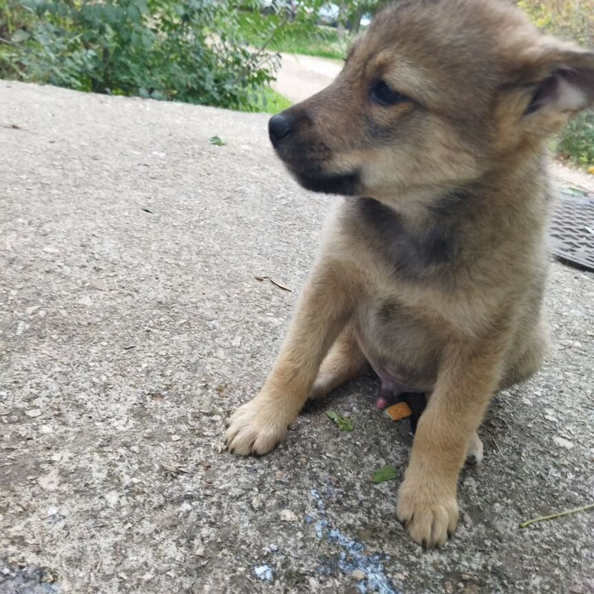 Подкидыши щенки