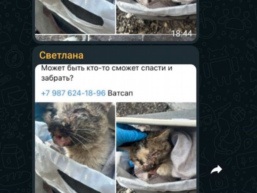 Умирает котик