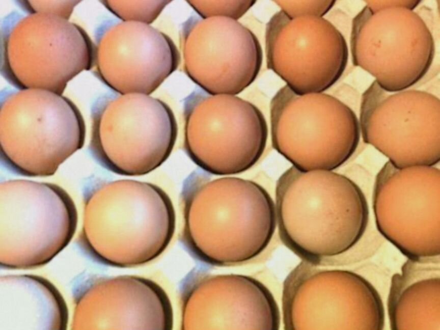 Яйца инкубационные разных пород