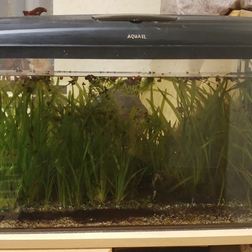 Аквариум с крышкой и подсветкой