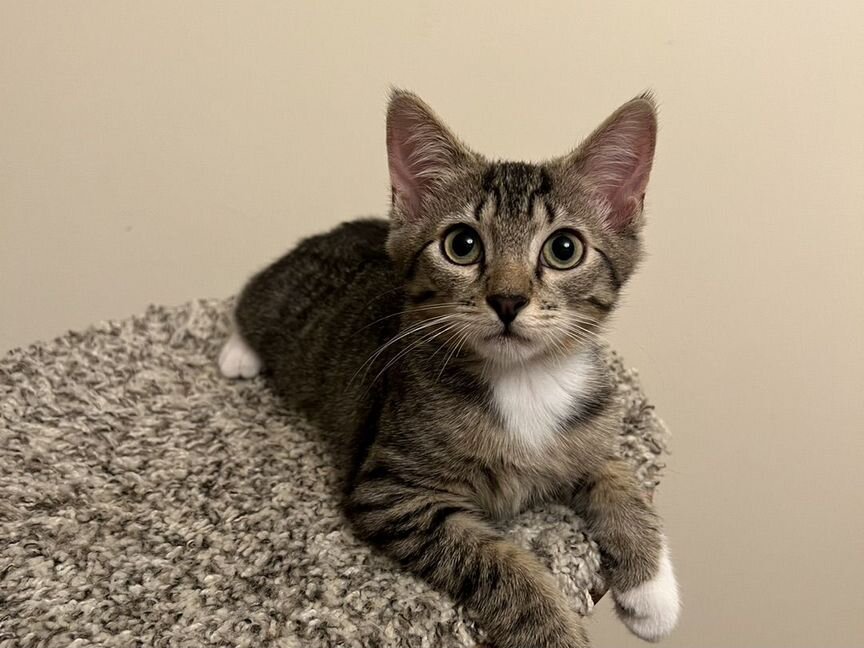 Нежная Бусинка девочка