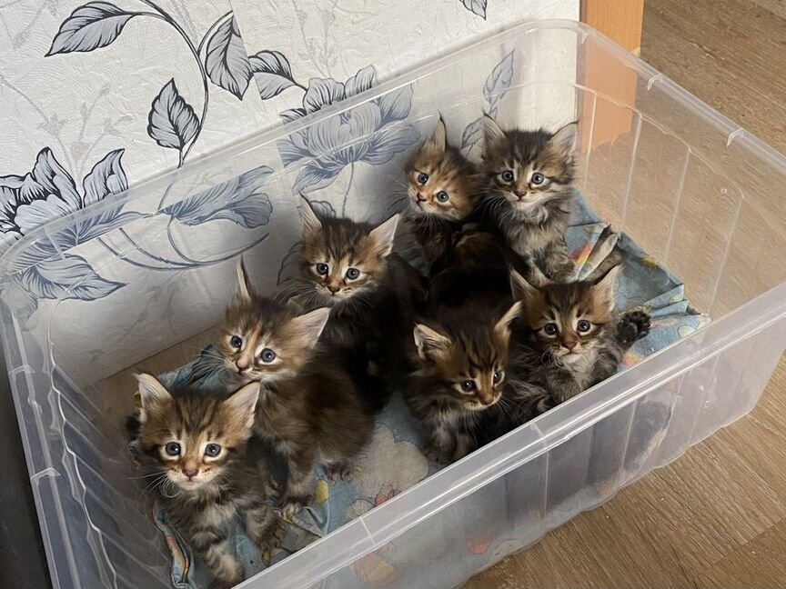 Сибирсие Мэйнкуны)