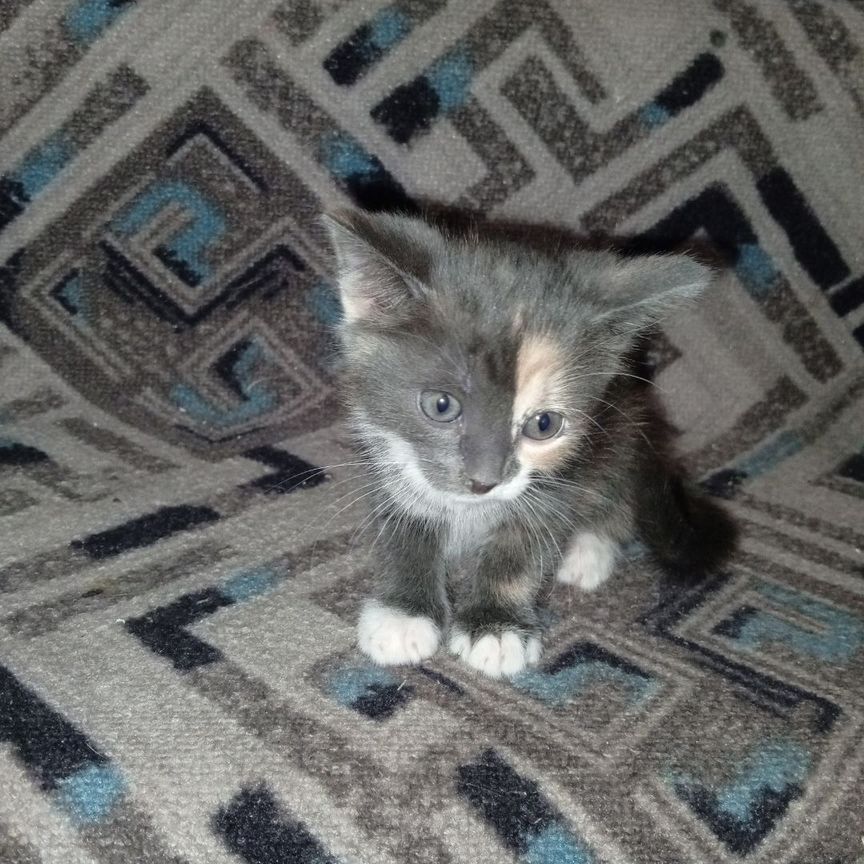 Отдам котят в добрые руки