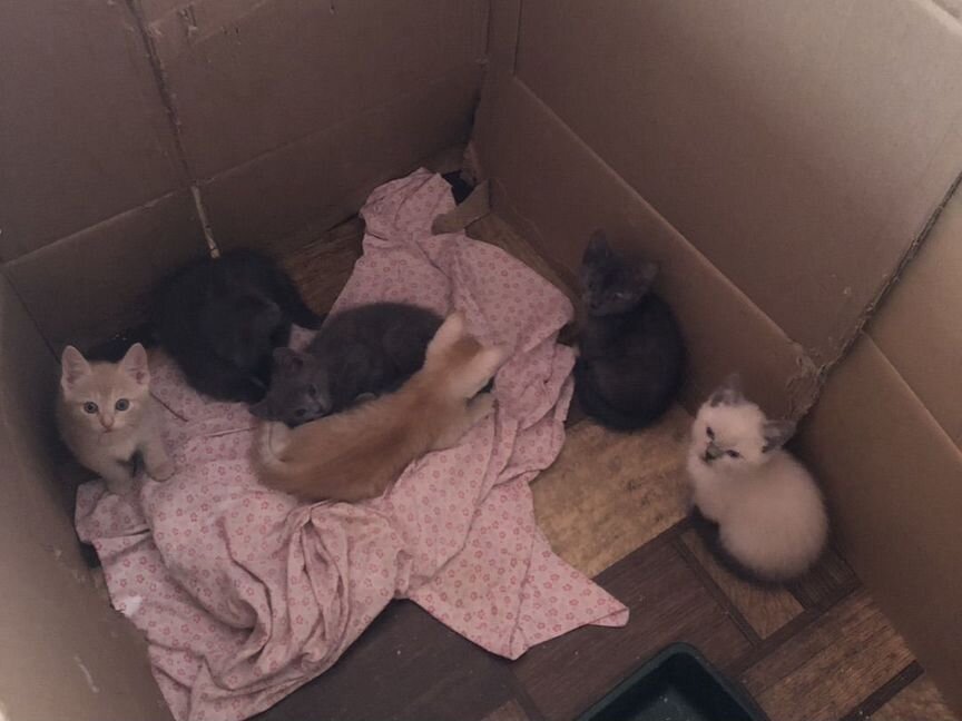 Отдам бесплатно котят 4 британца и 3 рыжика