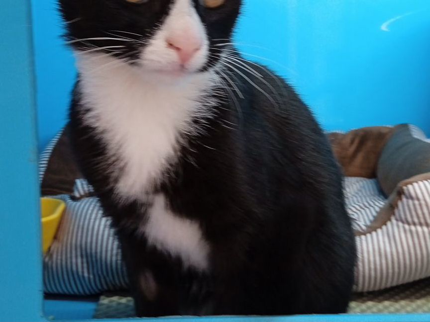 Котёнок, высаженный на трассе