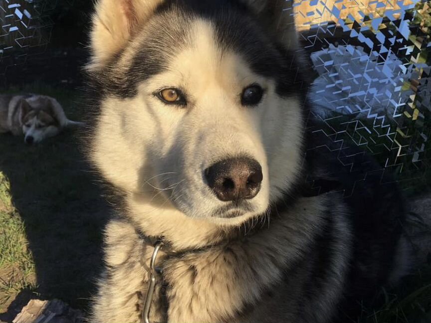 Ищем невесту