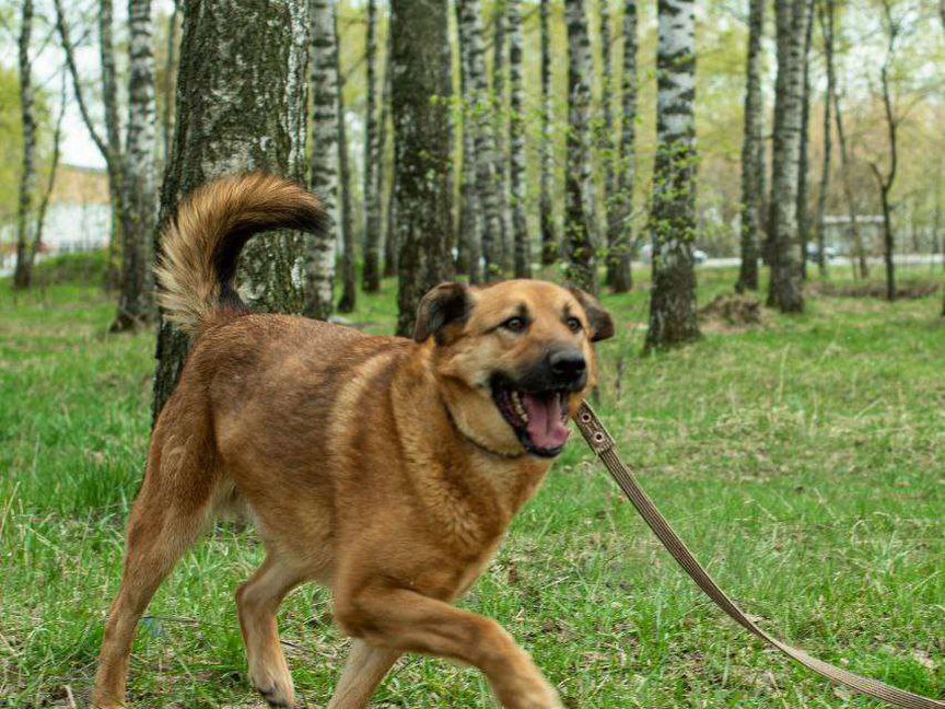 Рон ищет дом (собака из приюта)