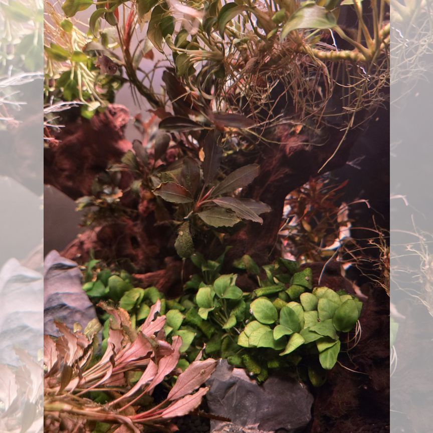 Аквариумные растения (буцефаландры, анубиасы)