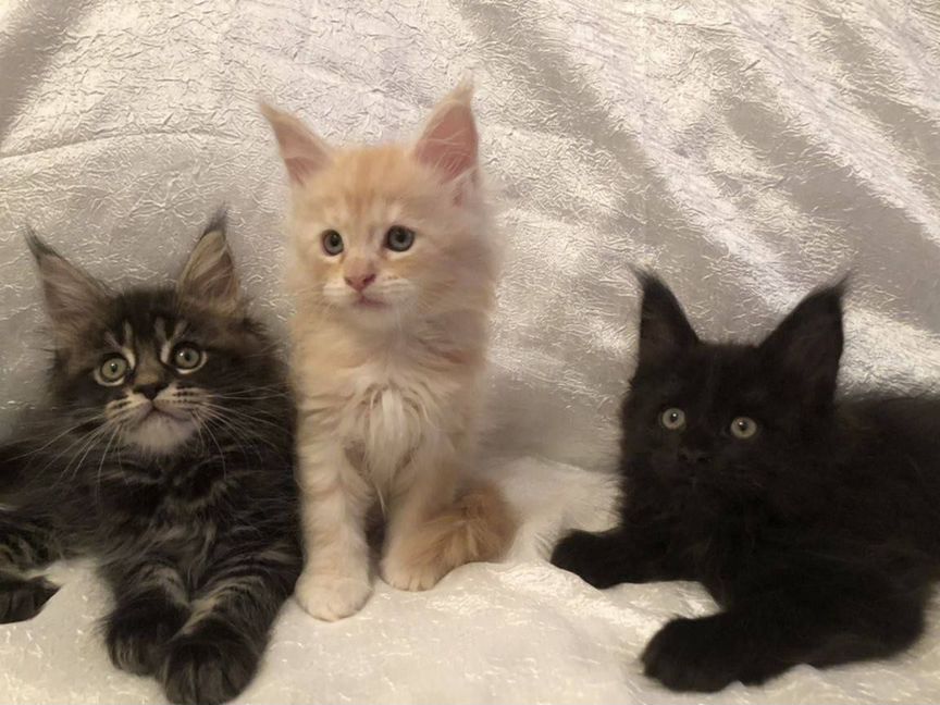 Котята Мейн-кун