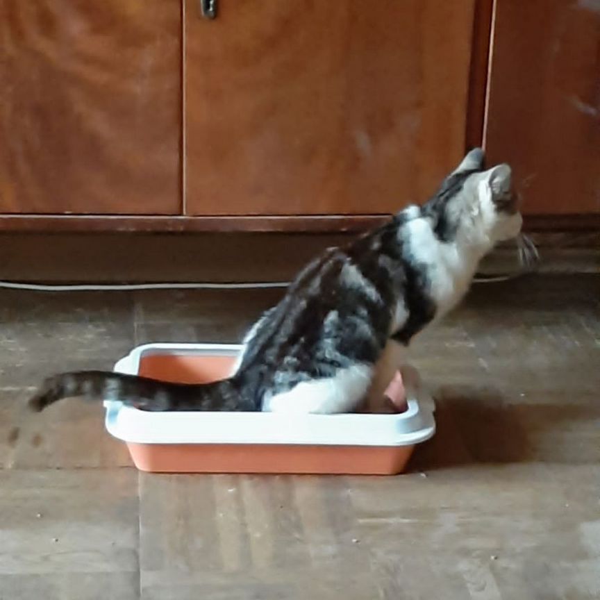 Милый котик 8-10 мес