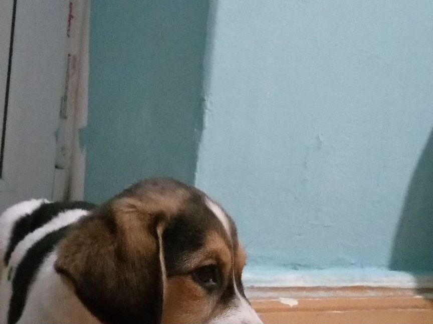 Щенки бигль