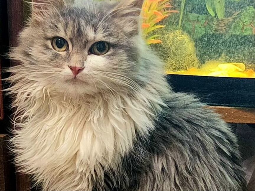 Отдам бесплатно кота