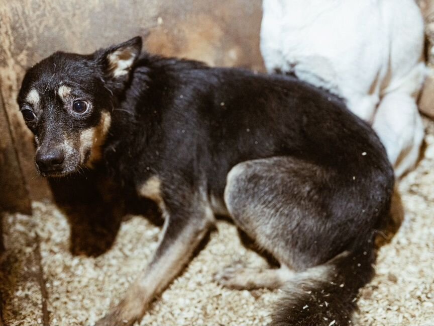 Собака в добрые руки