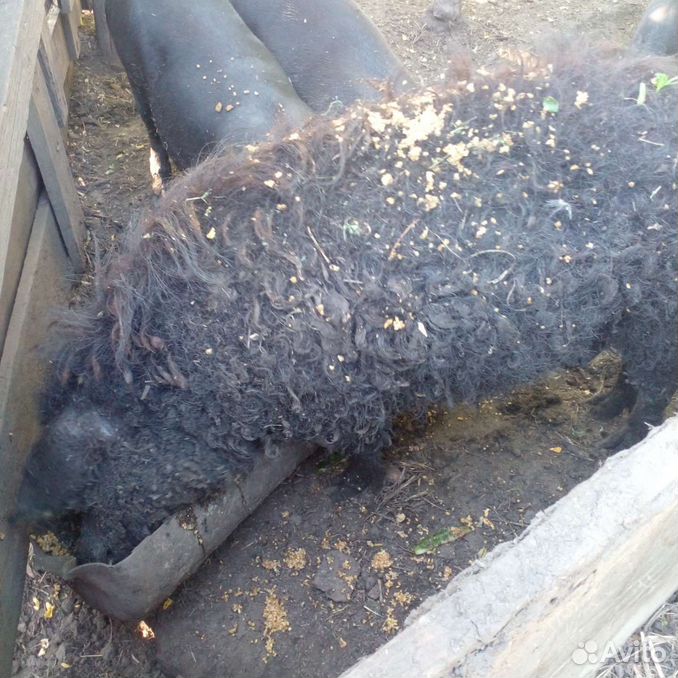 Венгерская мангалица