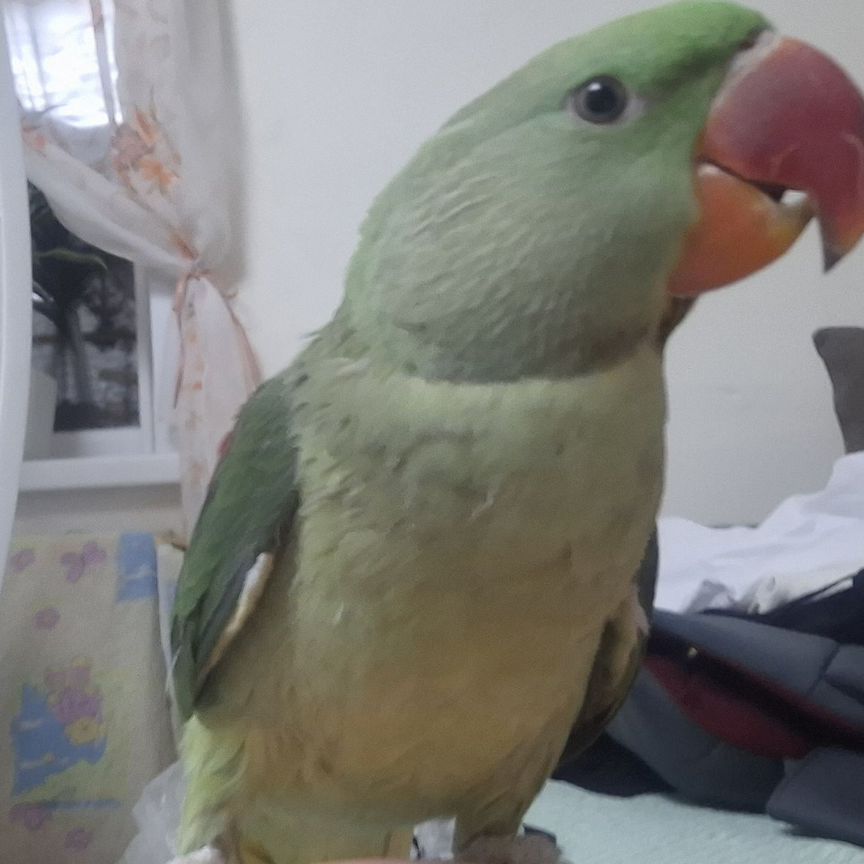 Говорящий попугай